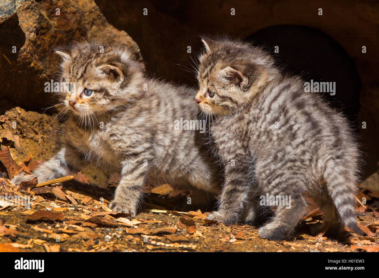 European wildcat, forest wildcat (Felis silvestris silvestris), two ...