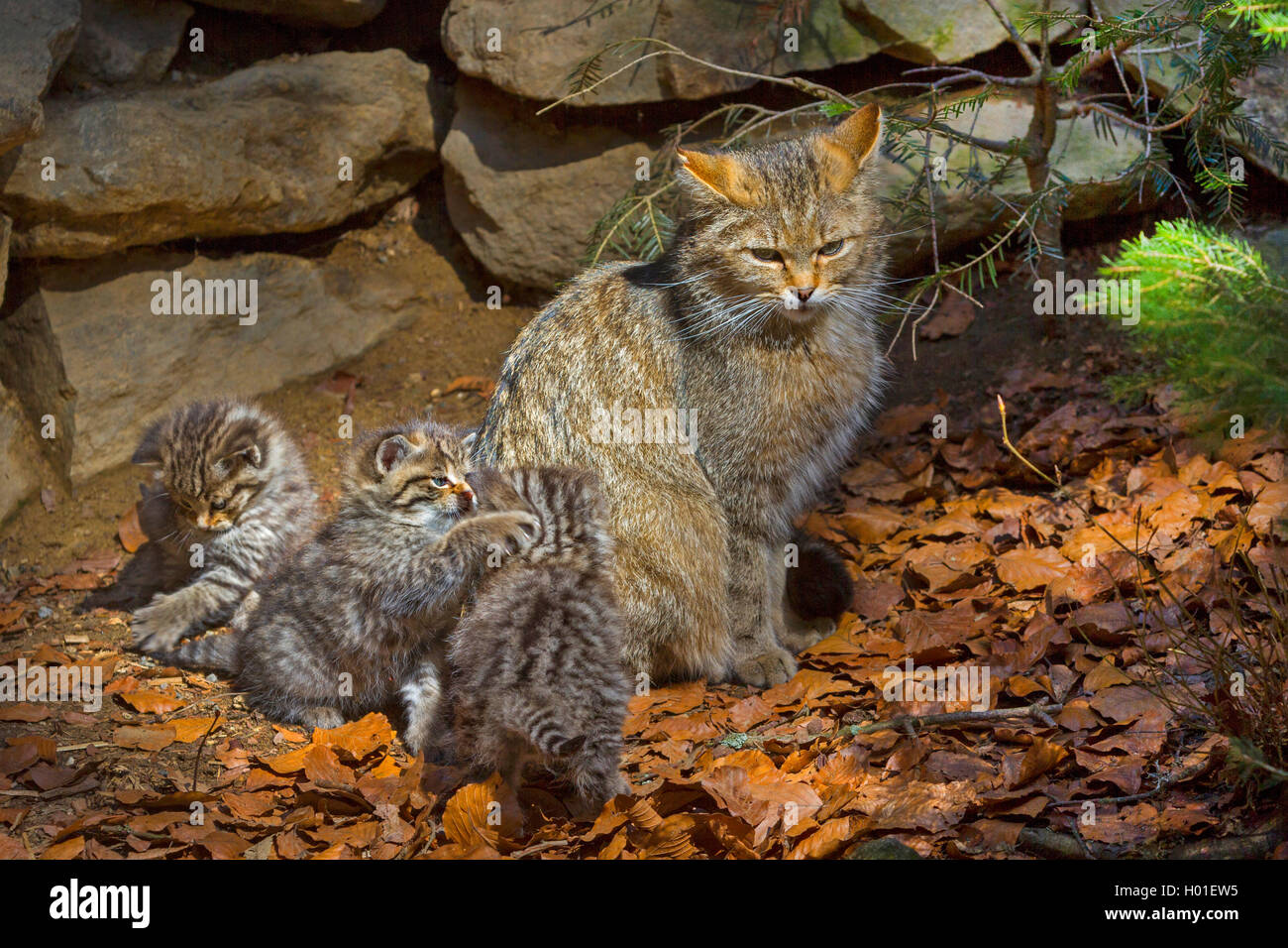 European wildcat, forest wildcat (Felis silvestris silvestris), mother ...