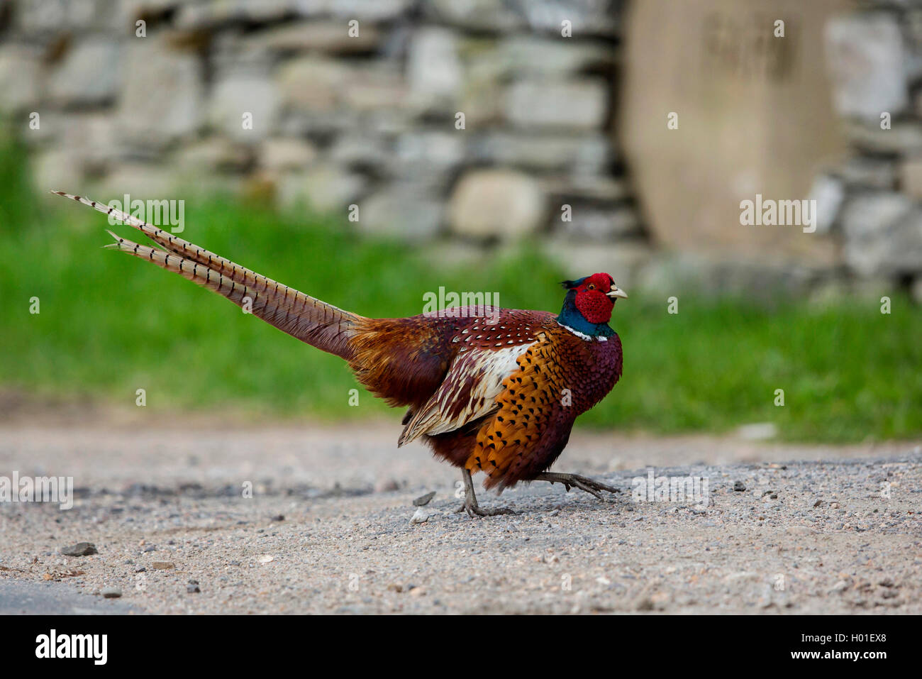 Fasanenartige hi-res stock photography and images - Alamy