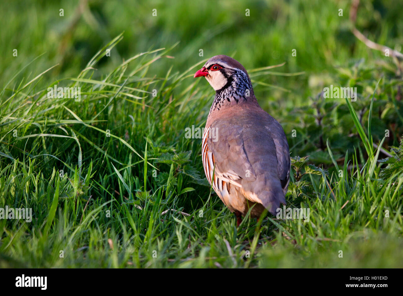 red-legged partridge (Alectoris rufa), in a meadow Stock Photo - Alamy