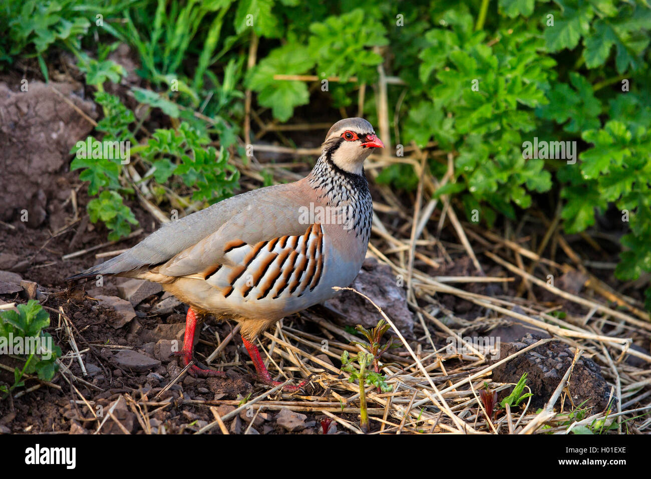 red-legged partridge (Alectoris rufa), in a field Stock Photo - Alamy