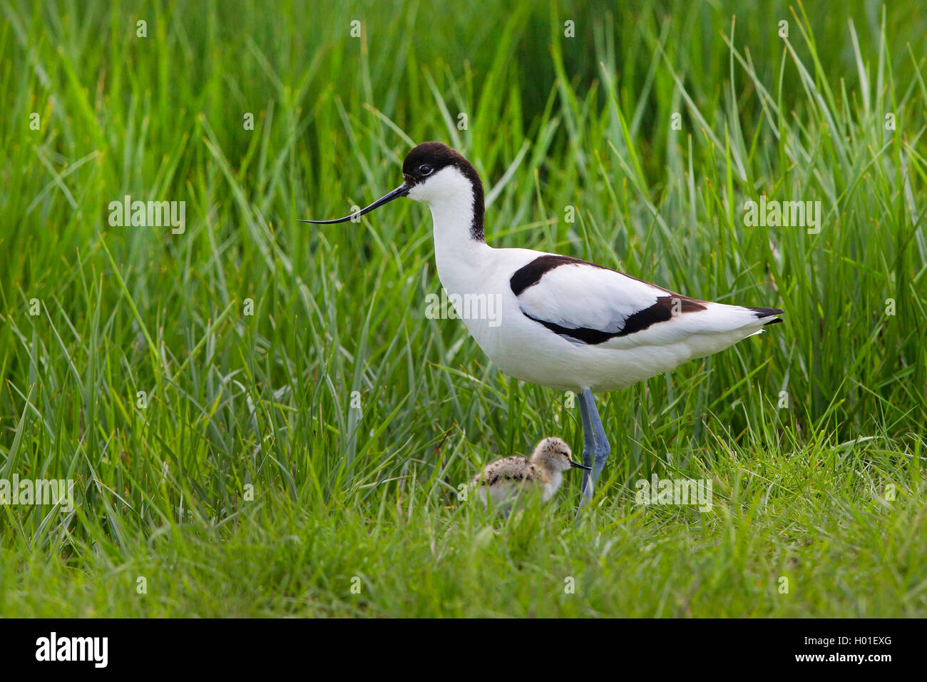 pied avocet (Recurvirostra avosetta), mother and child standing ...