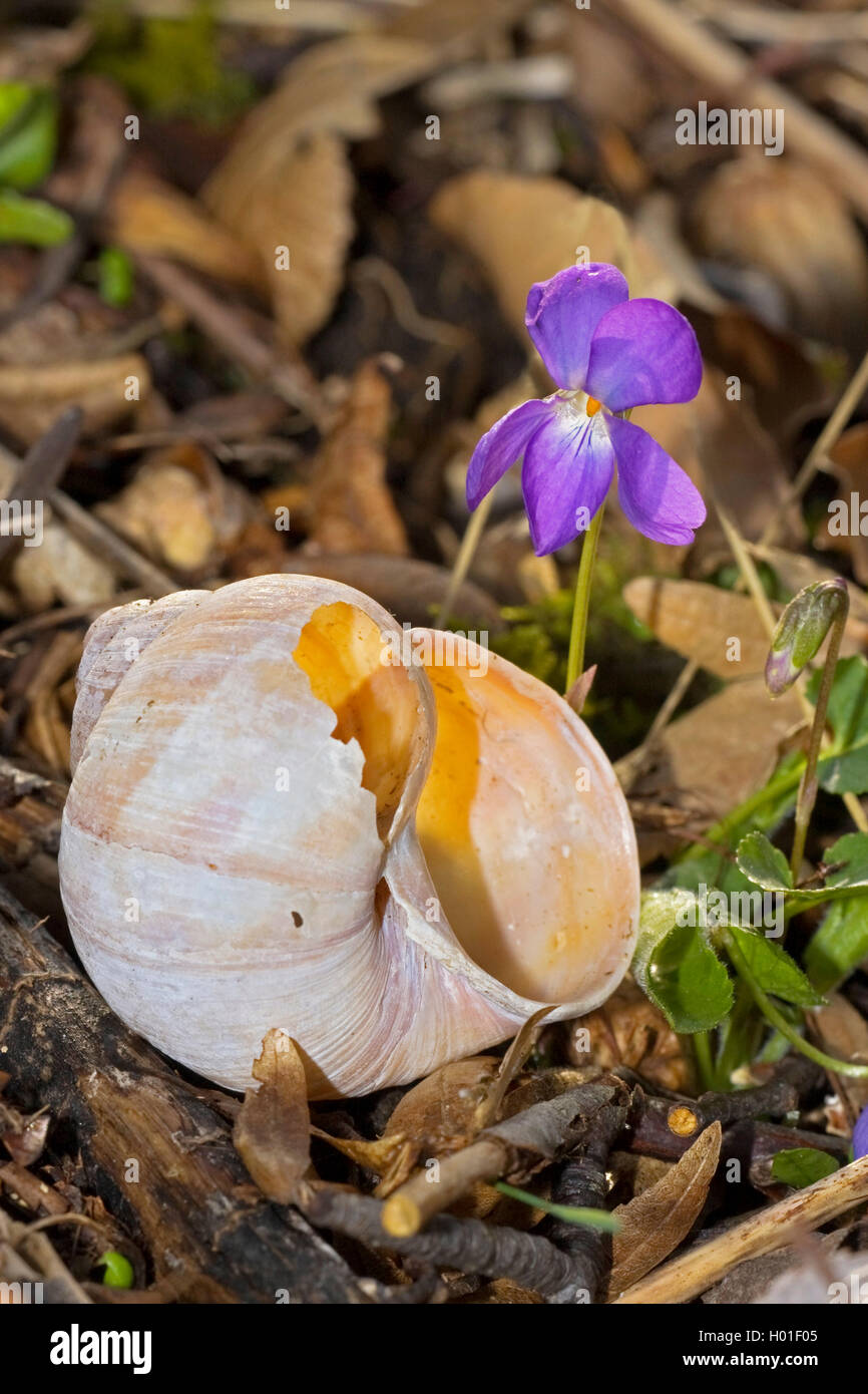 English violet, Sweet violet (Viola odorata), next to empty snail shell ...