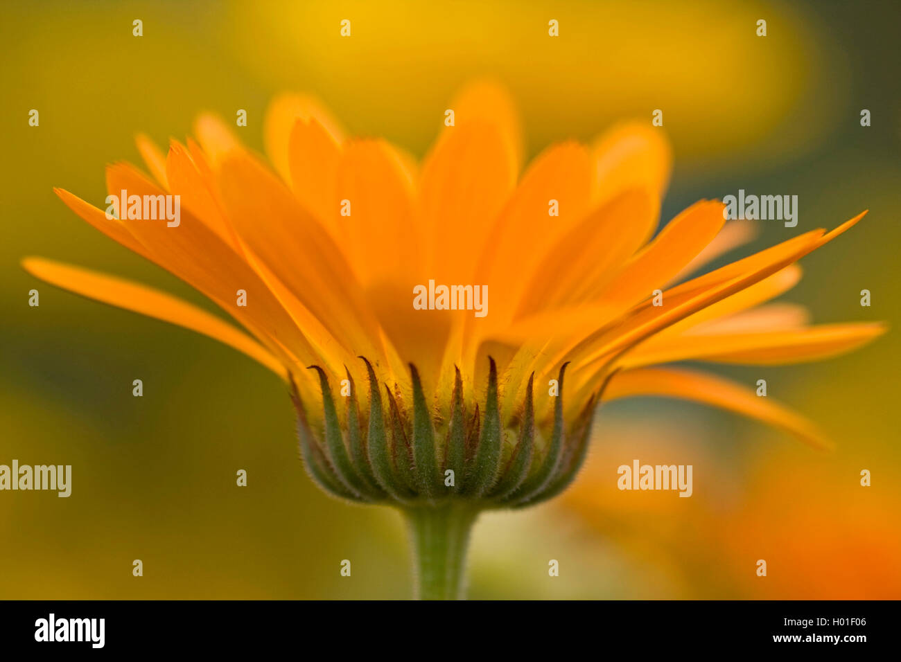 Single Marigold Flower Calendula Officinalis High Resolution Stock ...