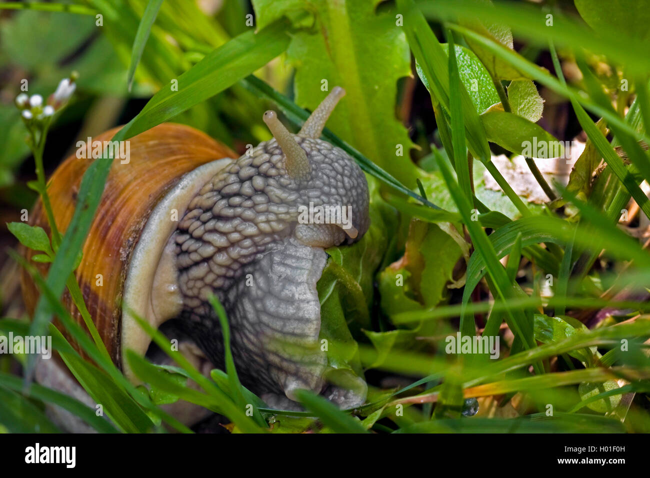 Escargot comestible hi-res stock photography and images - Alamy