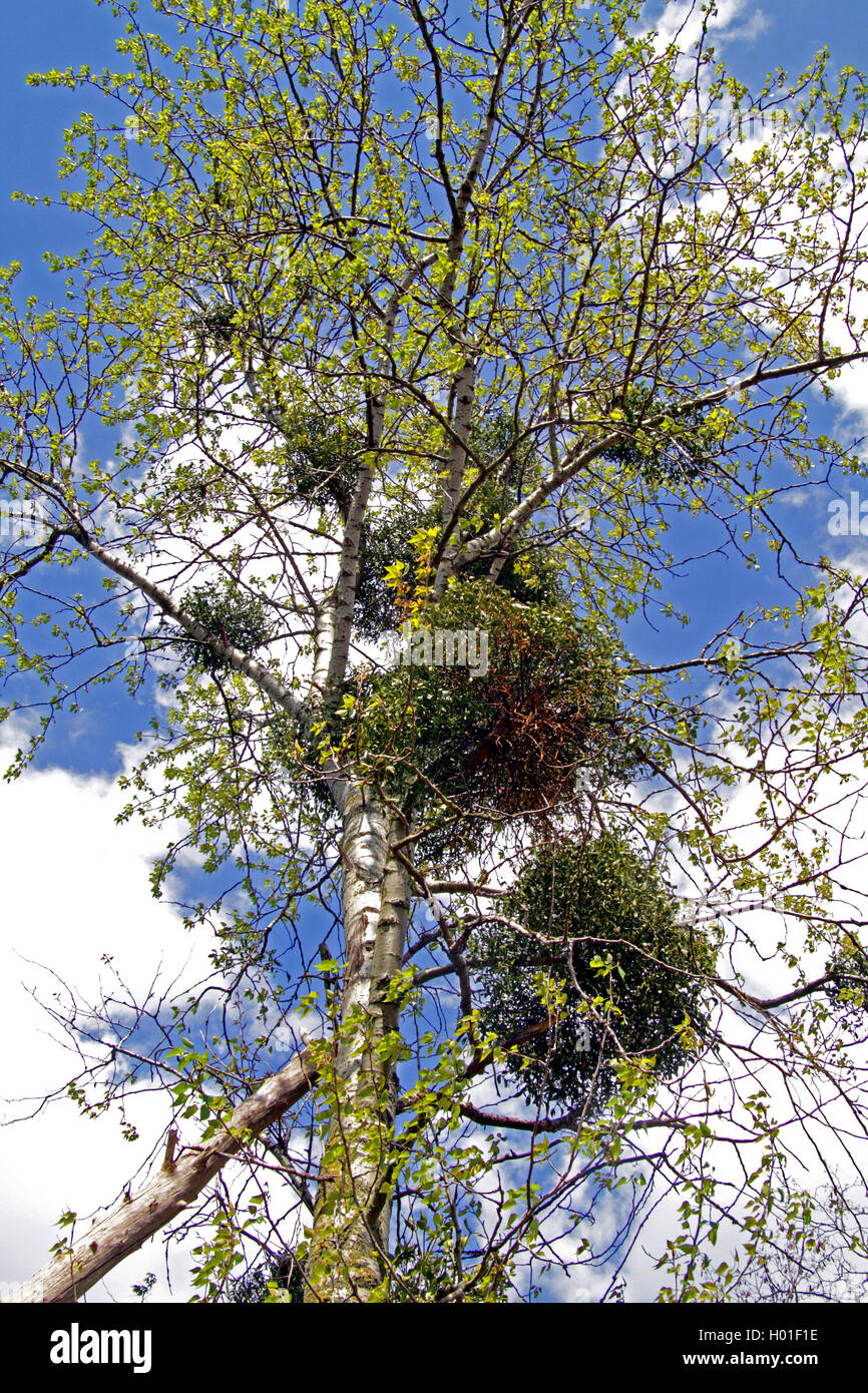 Mistletoes hi-res stock photography and images - Alamy