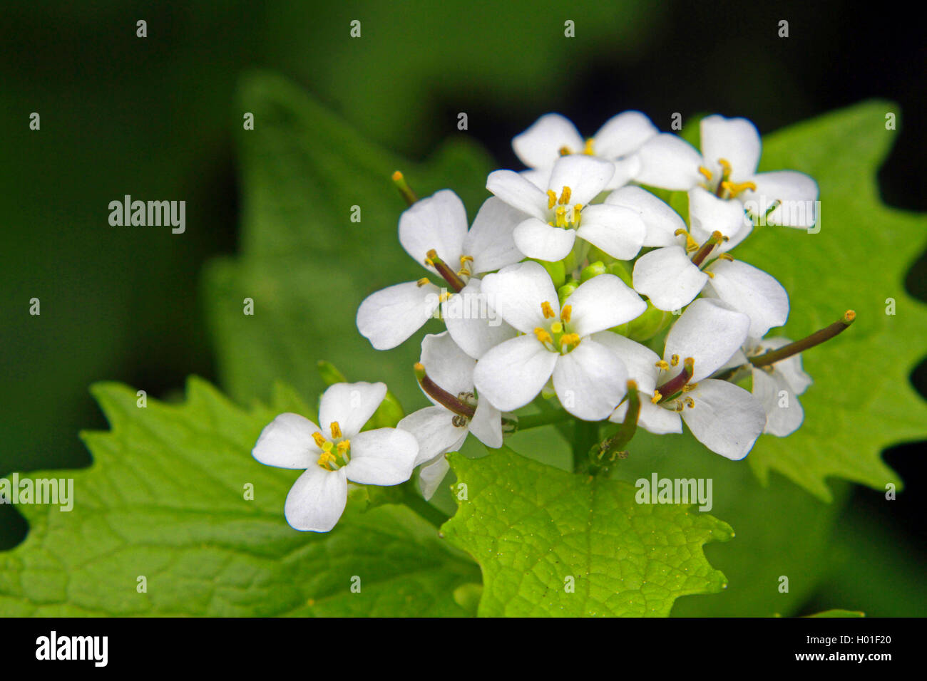 Garlic mustard, Hedge Garlic, Jack-by-the-Hedge (Alliaria petiolata ...