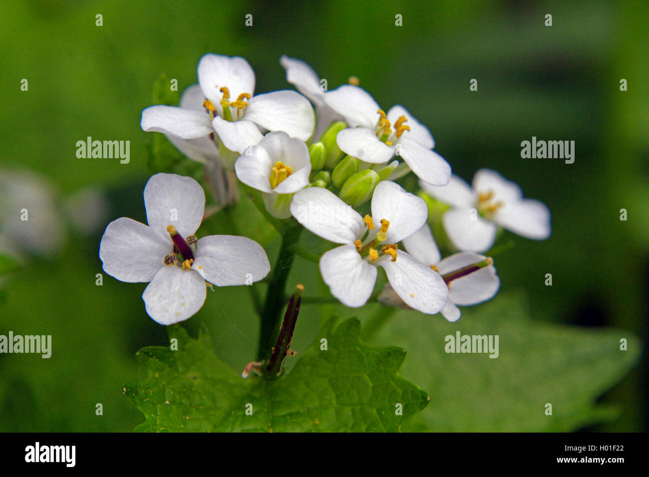 Garlic mustard alliaria petiolata blooming hi-res stock photography and ...