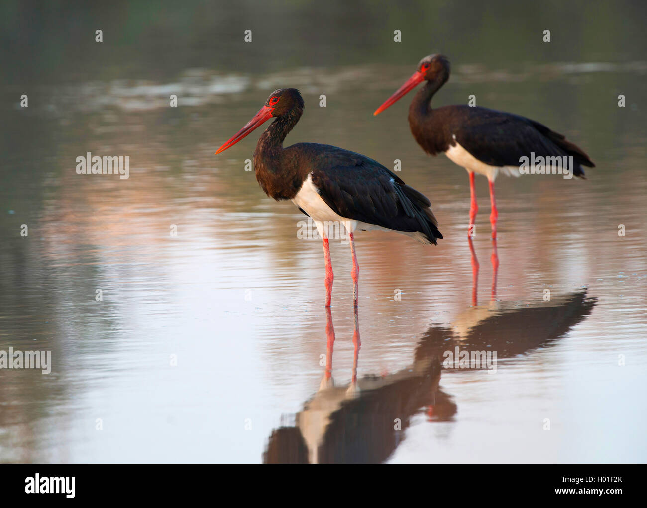 black stork (Ciconia nigra), two storks standing in shallow water, side ...