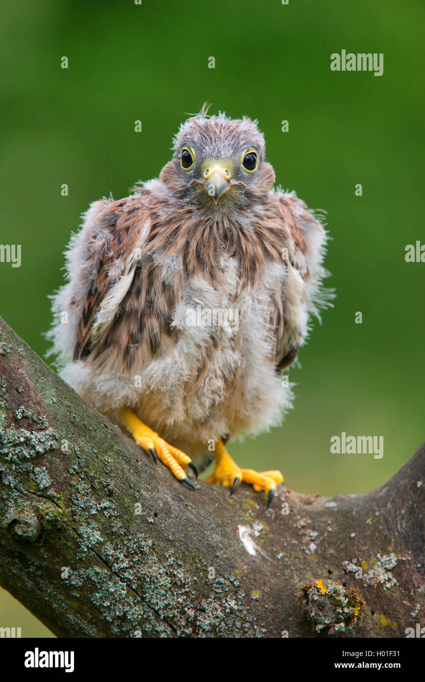 European Kestrel, Eurasian Kestrel, Old World Kestrel, Common Kestrel ...