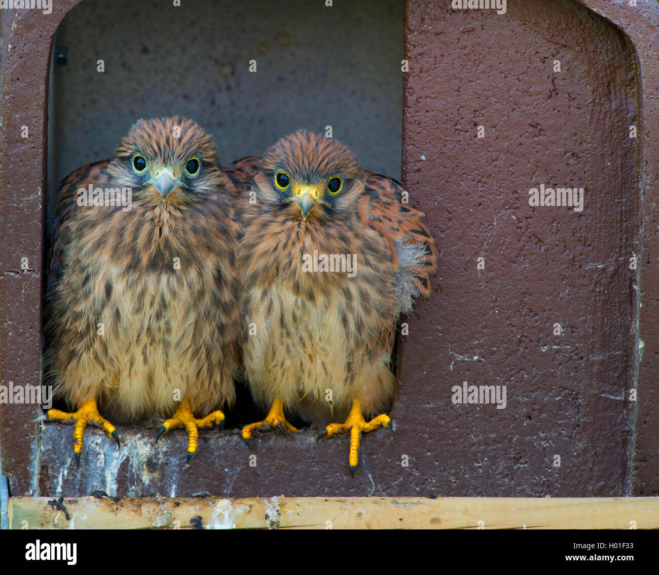European Kestrel, Eurasian Kestrel, Old World Kestrel, Common Kestrel ...