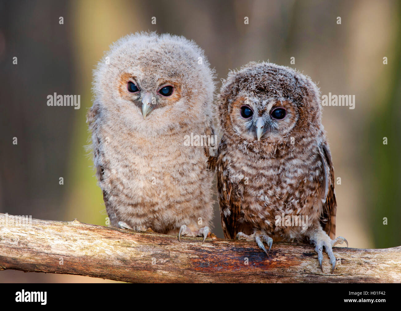 Waldkauz, Wald-Kauz (Strix aluco), zwei junge Waldkaeuze sitzen ...