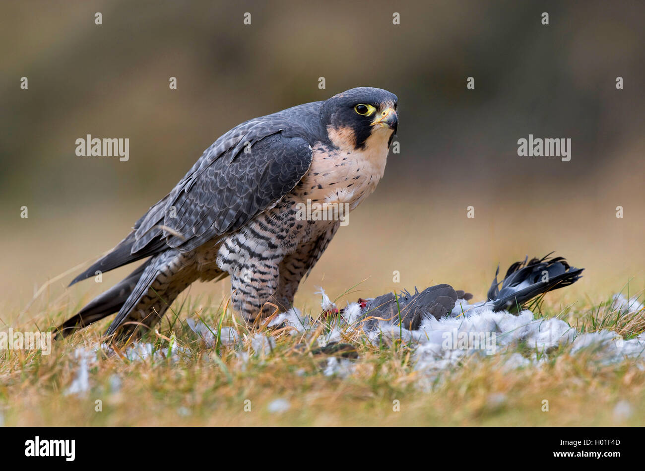 peregrine falcon (Falco peregrinus), with prey, Germany, Bavaria Stock ...
