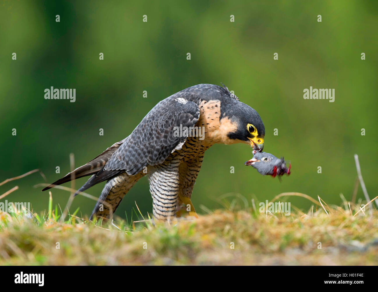 peregrine falcon (Falco peregrinus), with prey, Germany, Bavaria Stock ...