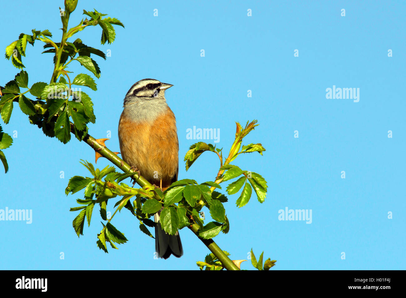 rock bunting (Emberiza cia), sits on a twig, Germany, Bavaria Stock ...