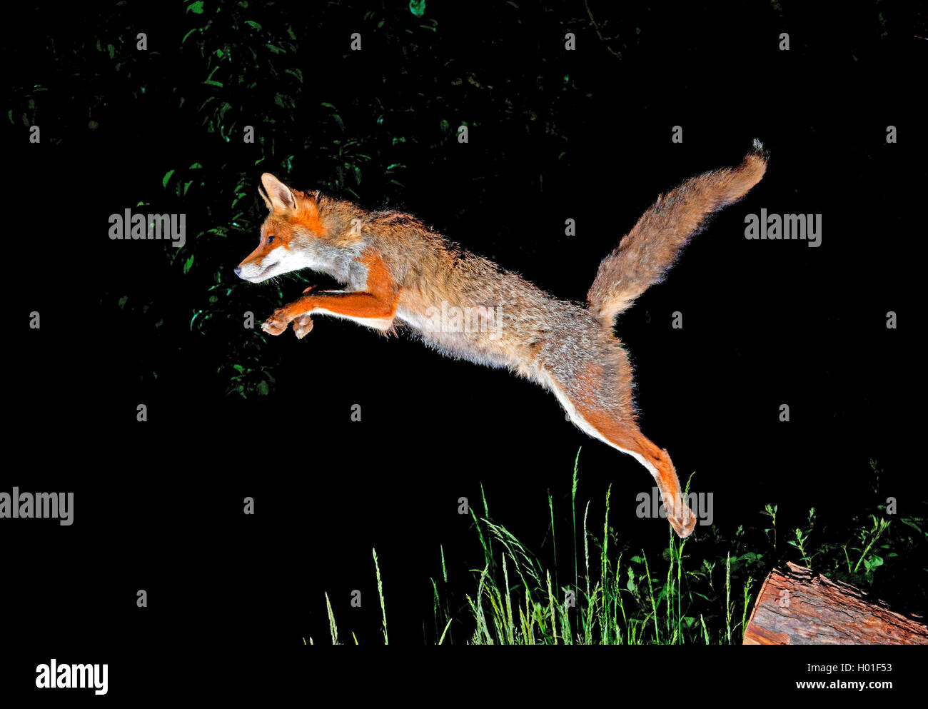 Jumping fox hi-res stock photography and images - Alamy