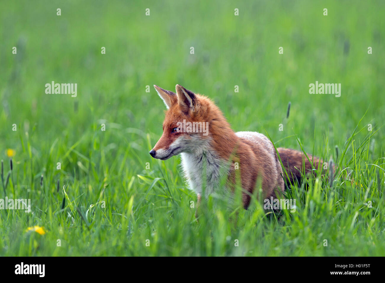 red fox (Vulpes vulpes), in a meadow, Germany, Bavaria Stock Photo - Alamy