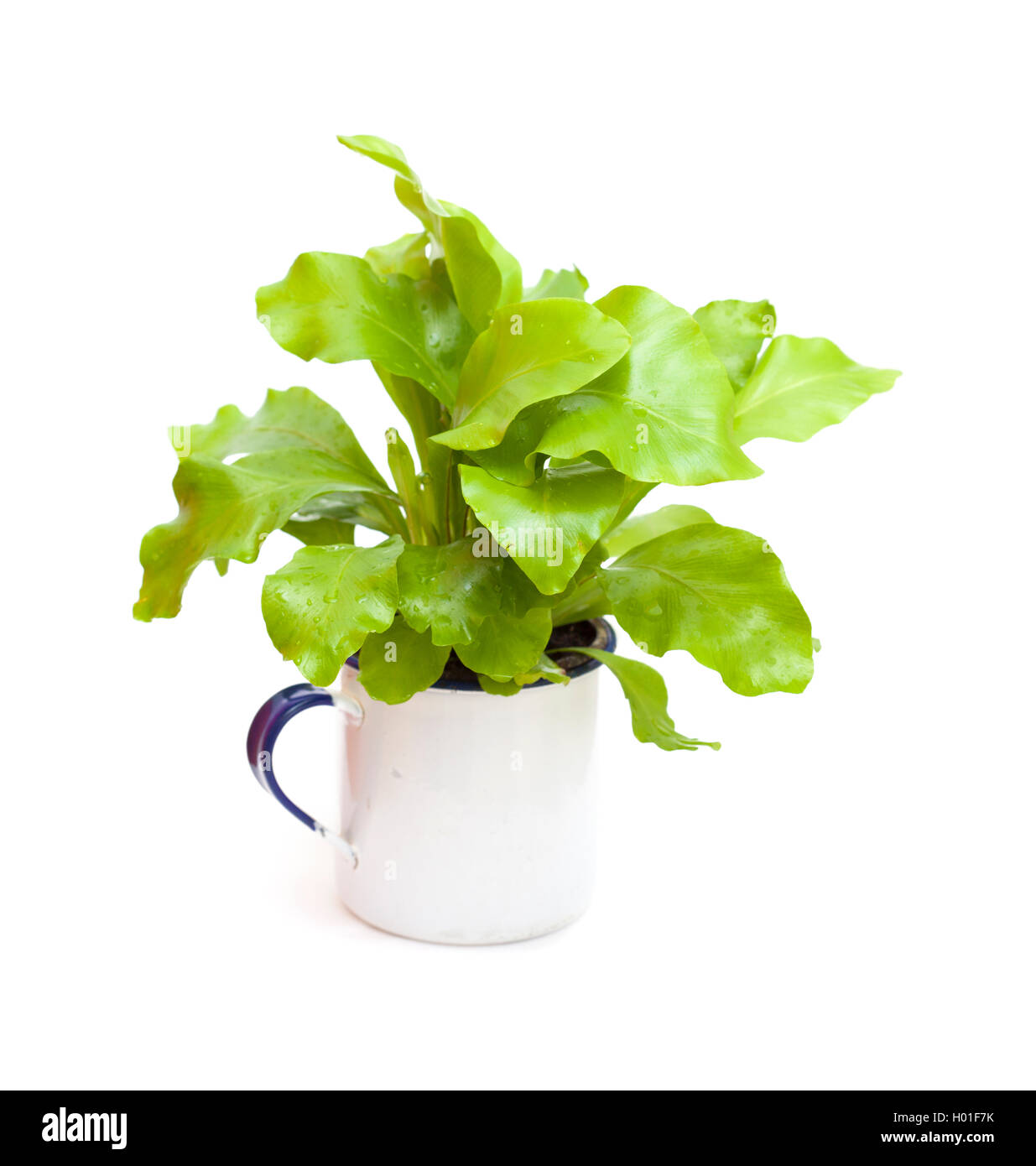 Asplenium nidus, bird nest fern growing in a retro enamel mug isolated ...