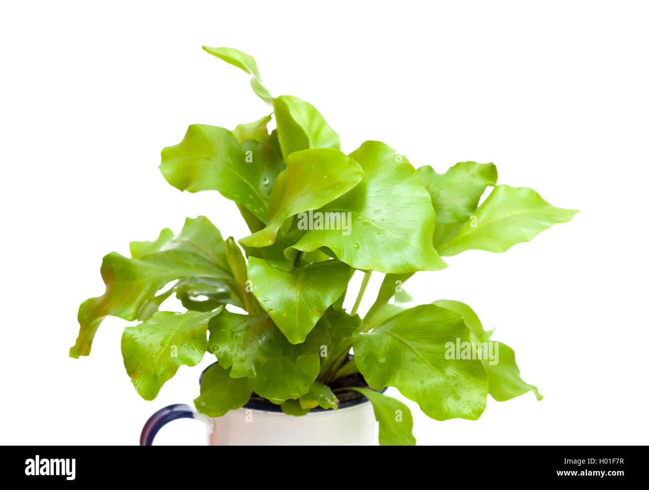 Asplenium nidus, bird nest fern isolated on white background Stock ...