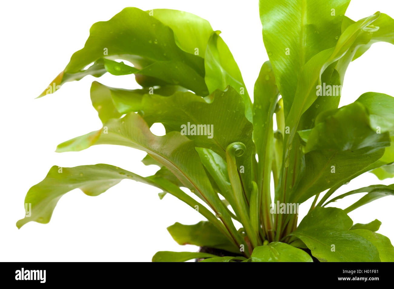 Asplenium nidus, bird nest fern isolated on white background Stock ...