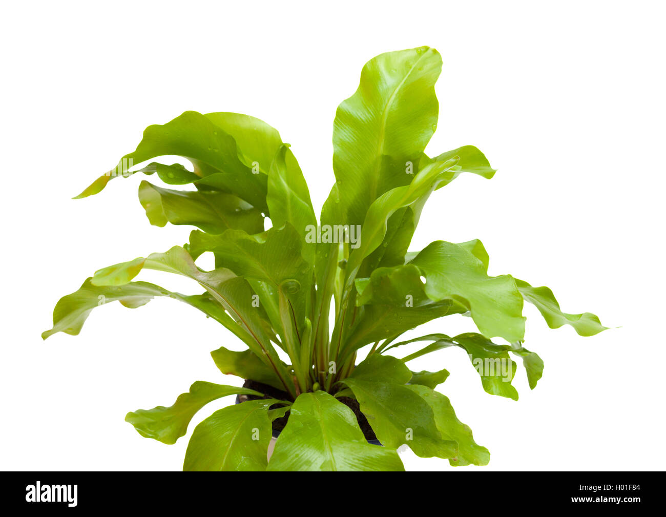 Asplenium nidus, bird nest fern isolated on white background Stock ...