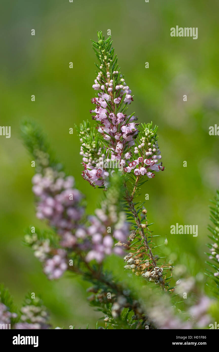 spring heath (Erica herbacea, Erica carnea), blooming, Germany Stock ...