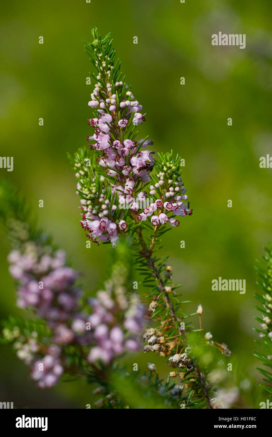 spring heath (Erica herbacea, Erica carnea), blooming, Germany Stock ...