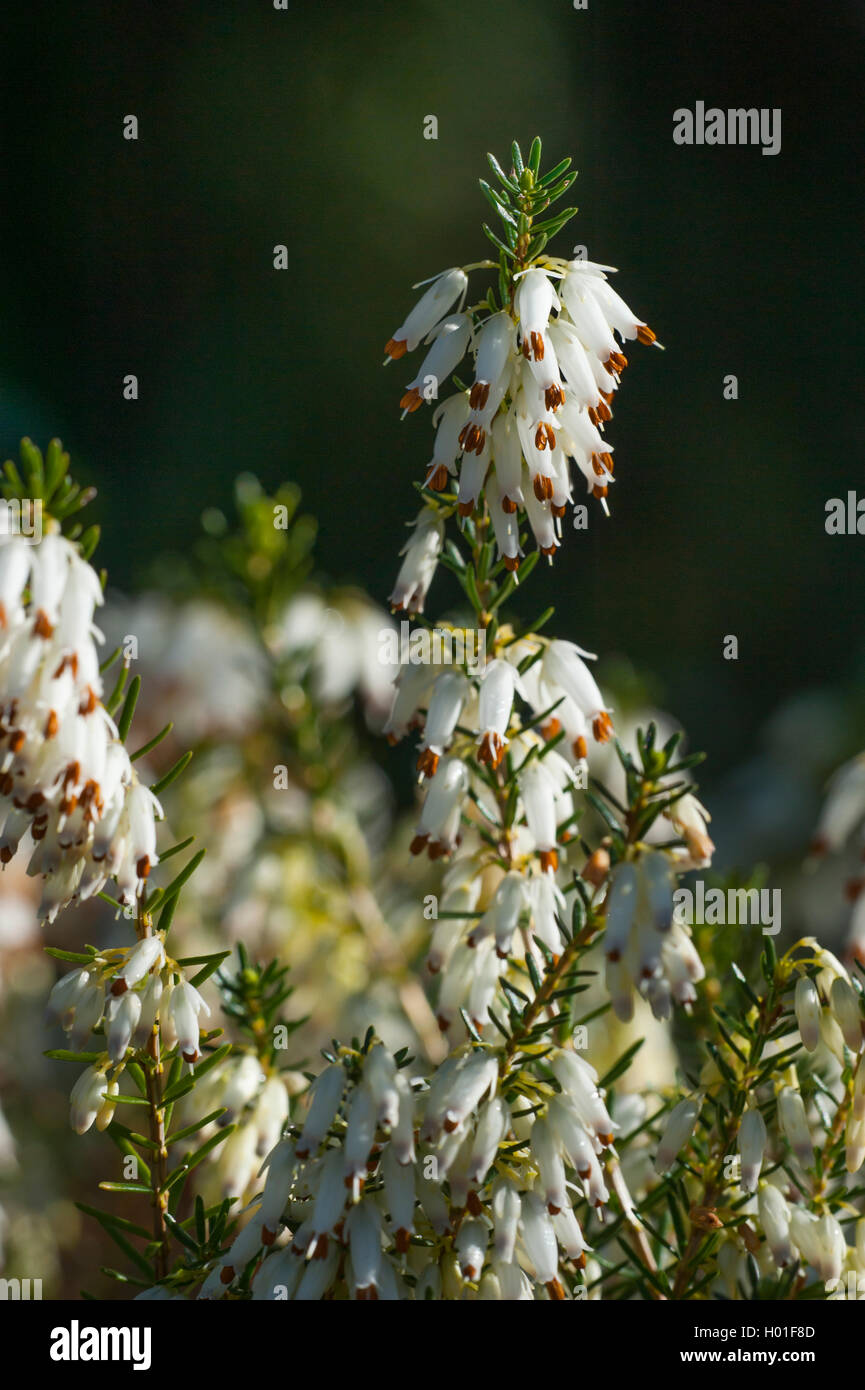spring heath (Erica herbacea, Erica carnea), cultivar Springwood ...