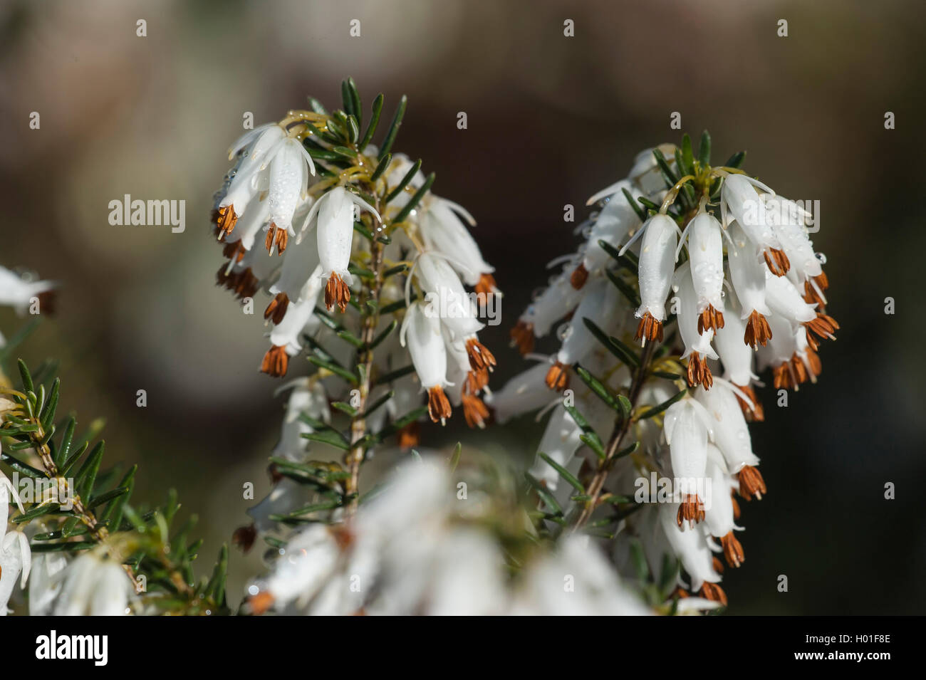spring heath (Erica herbacea, Erica carnea), cultivar Springwood ...
