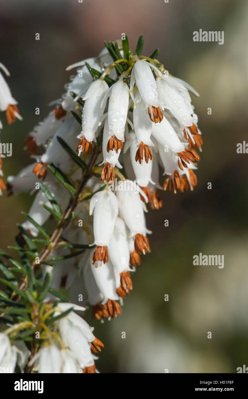 spring heath (Erica herbacea, Erica carnea), cultivar Springwood ...