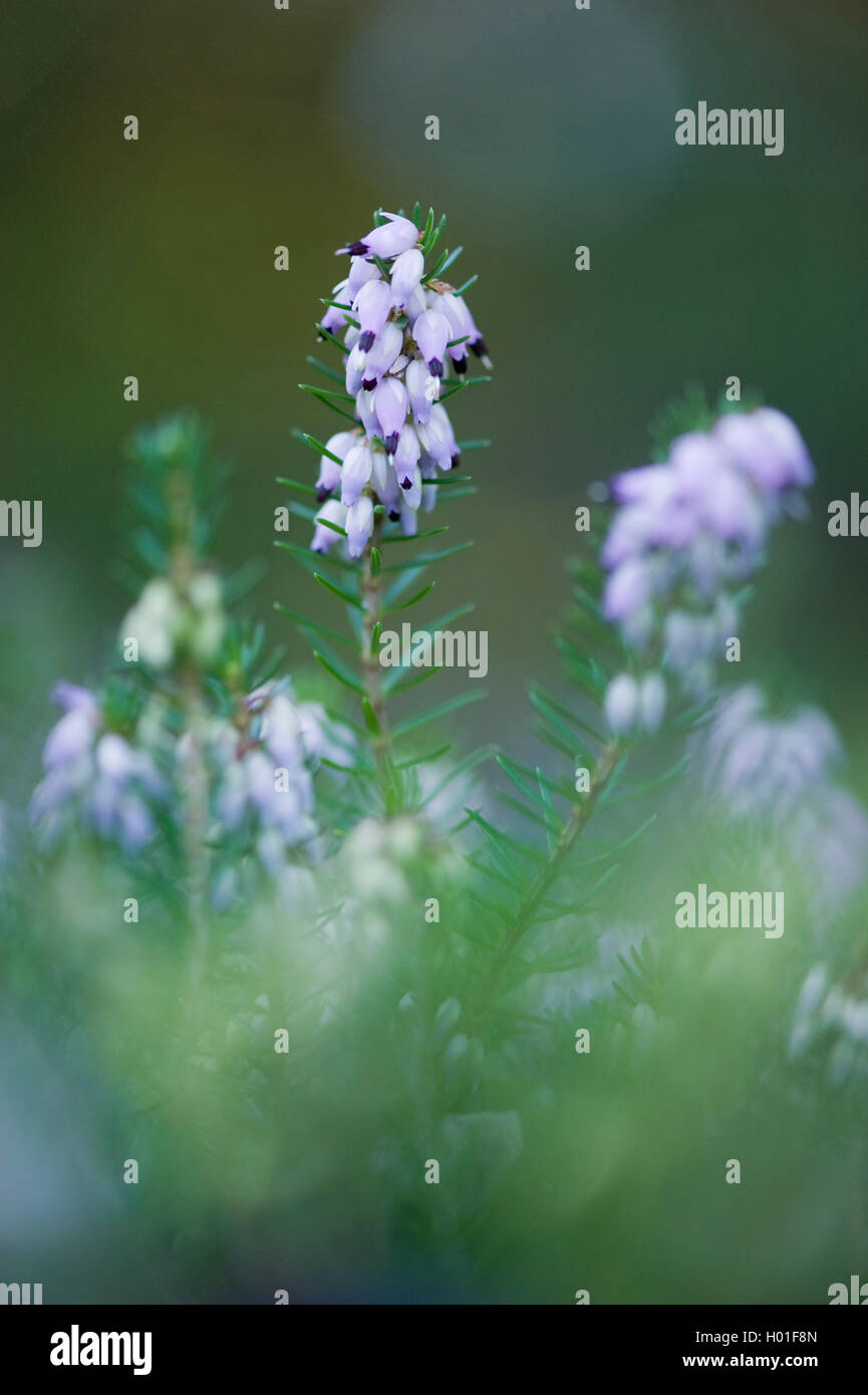 spring heath (Erica herbacea, Erica carnea), blooming, Germany Stock ...
