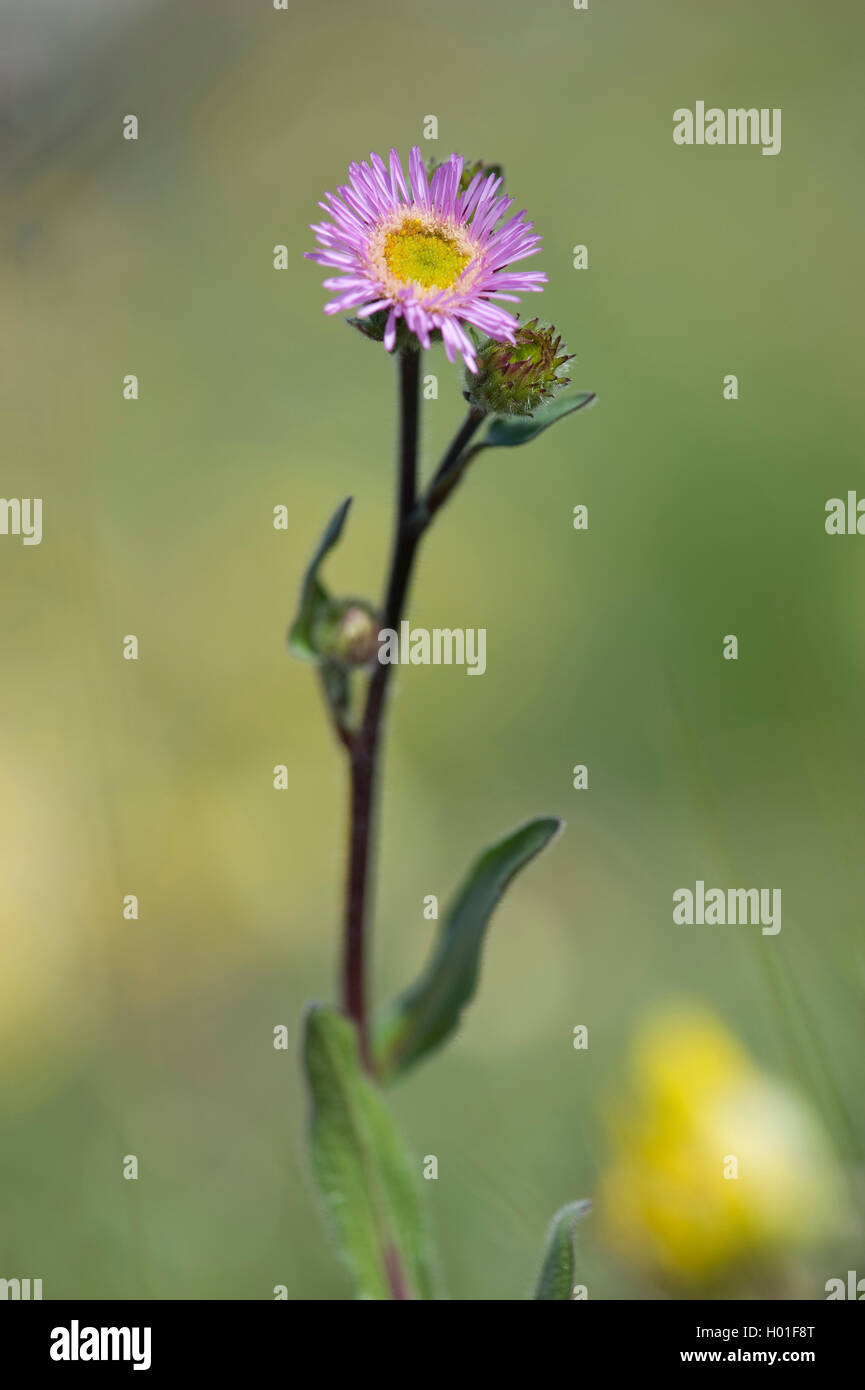 Alpine wild flowers hi-res stock photography and images - Alamy