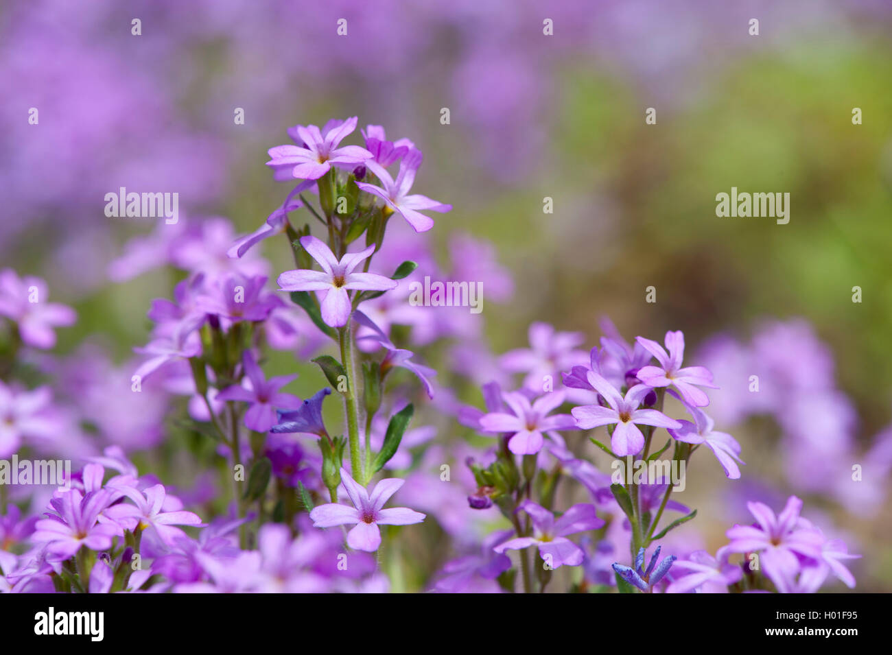 alpine balsam (Erinus alpinus), blooming, Switzerland Stock Photo - Alamy