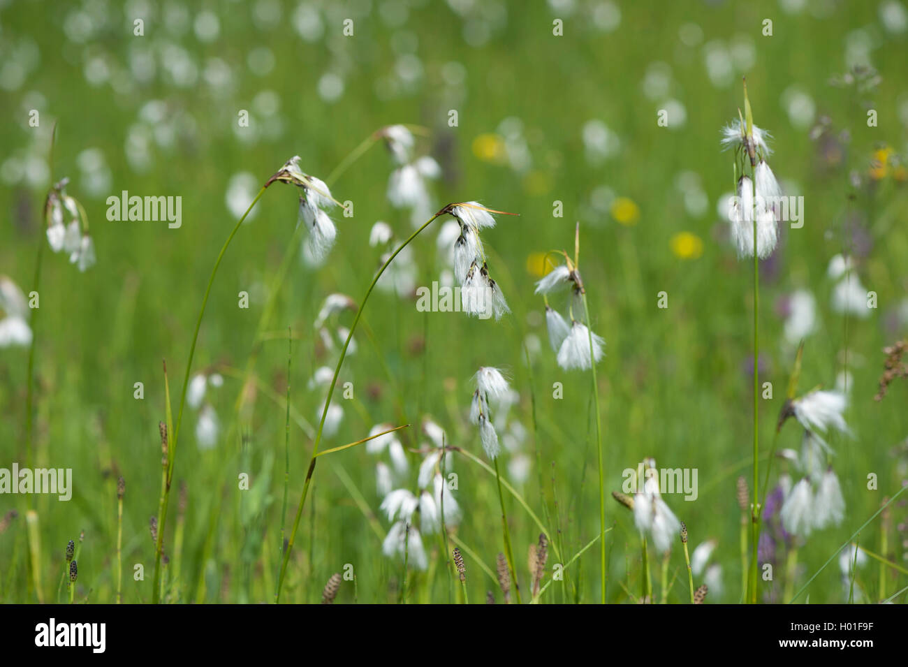 common cotton-grass, narrow-leaved cotton-grass (Eriophorum ...