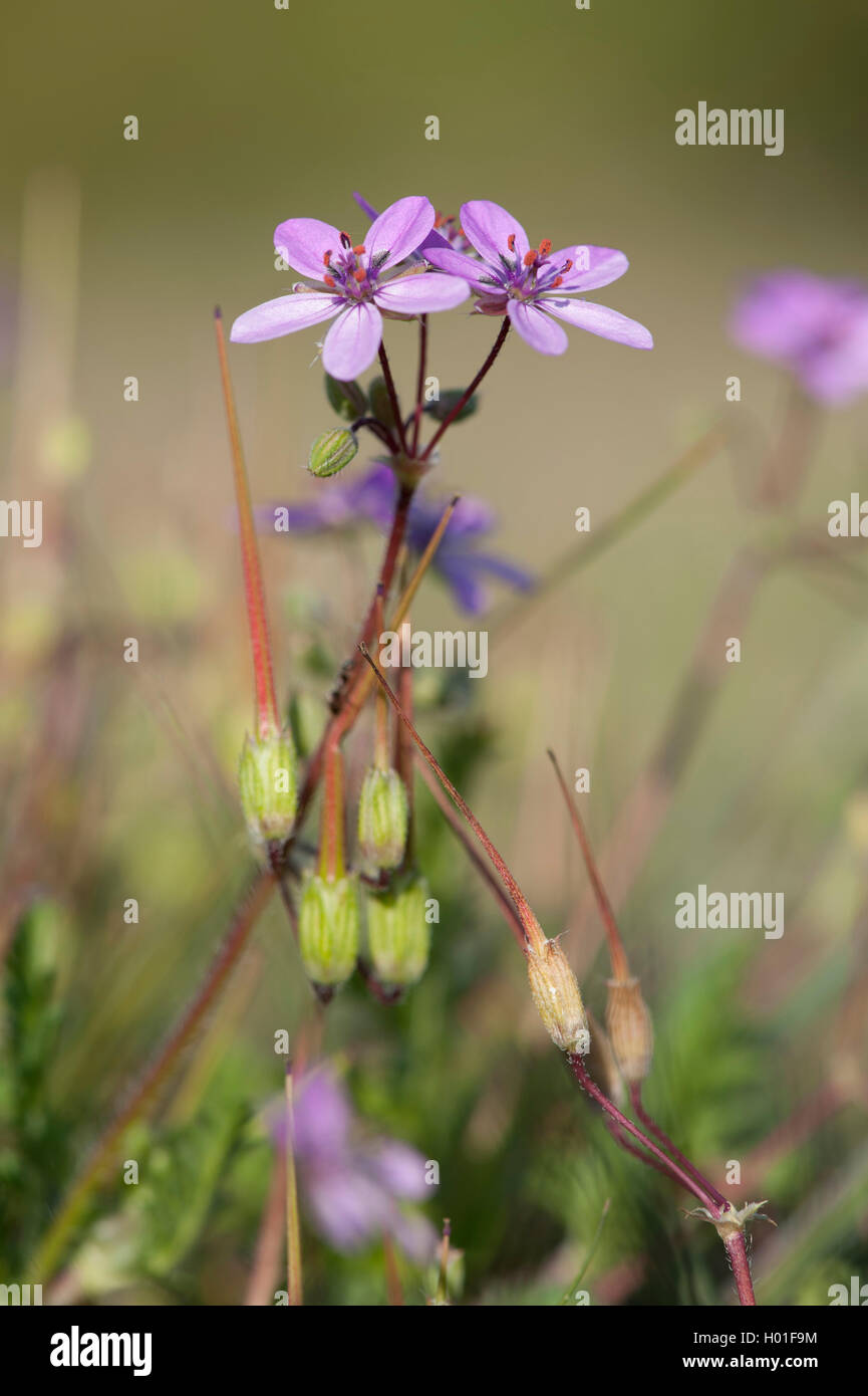 common stork's-bill, red-stemmed filaree, pin clover (Erodium ...