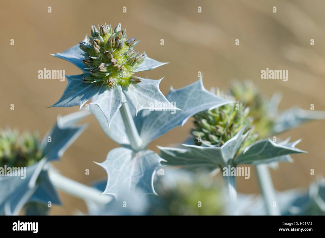 sea-holly, seaside coyote-thistle (Eryngium maritimum), inflorescence ...