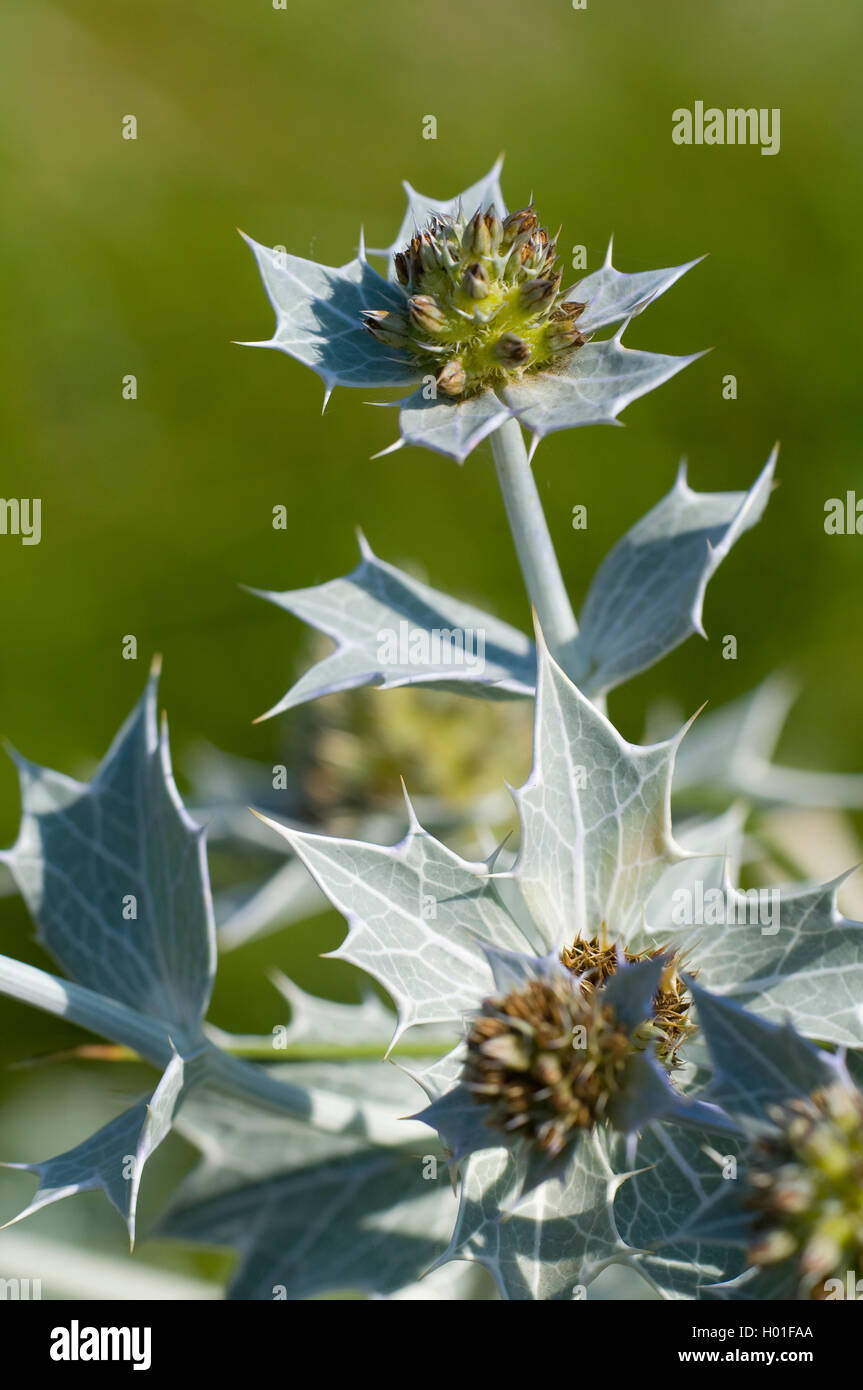 sea-holly, seaside coyote-thistle (Eryngium maritimum), inflorescence ...
