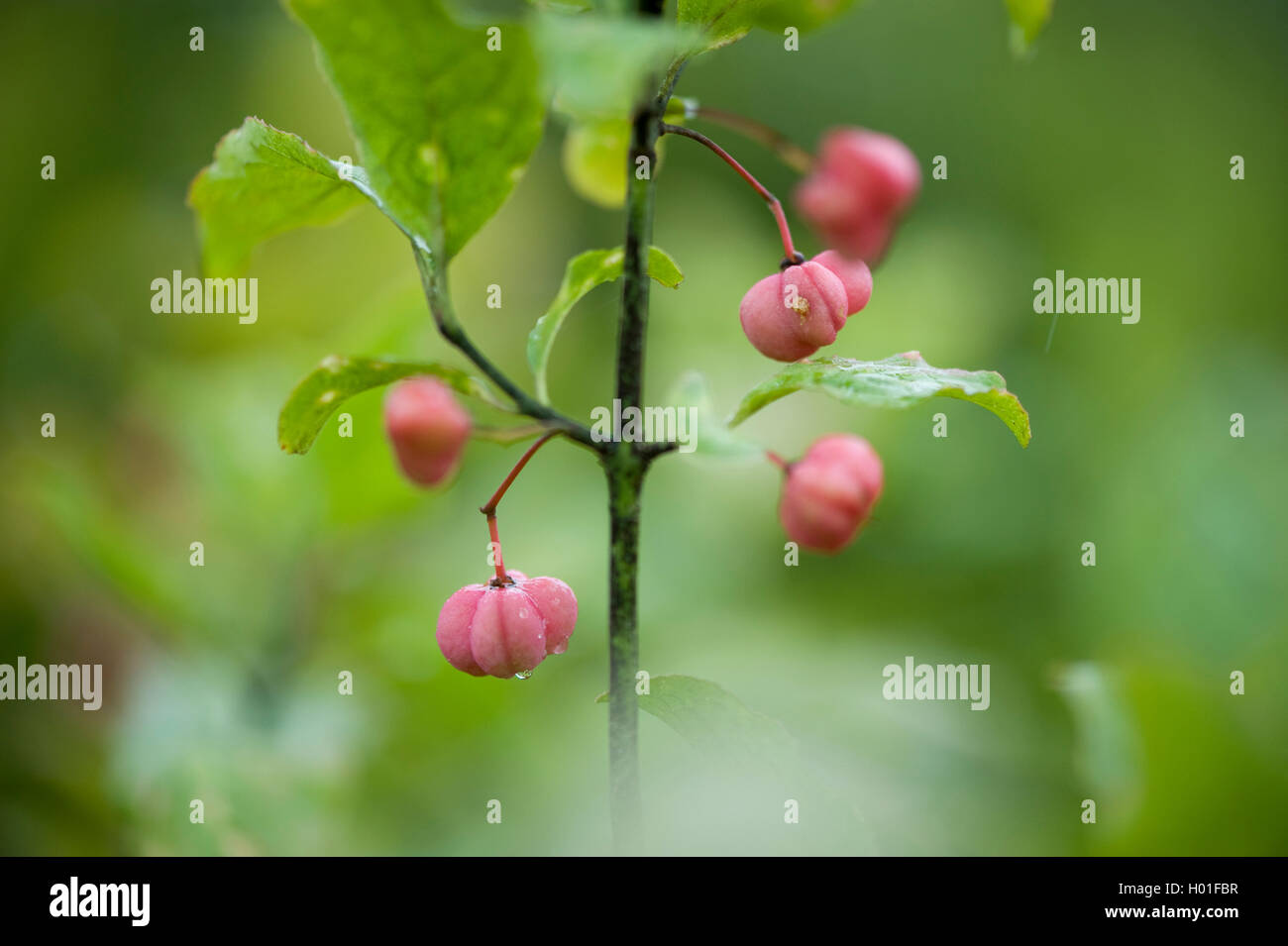 European spindle-tree (Euonymus europaea, Euonymus europaeus), fruiting ...