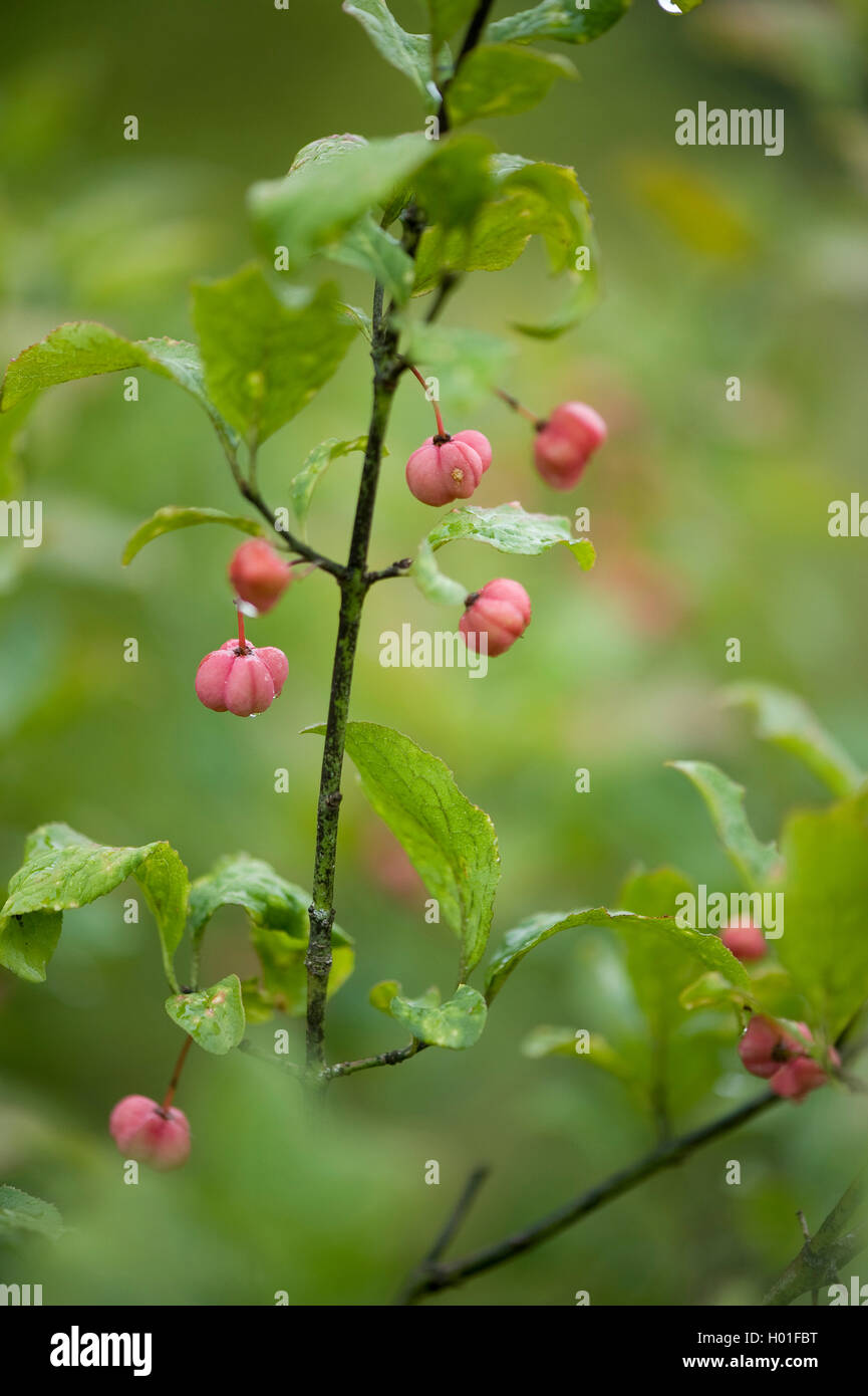 European spindle-tree (Euonymus europaea, Euonymus europaeus), fruiting ...