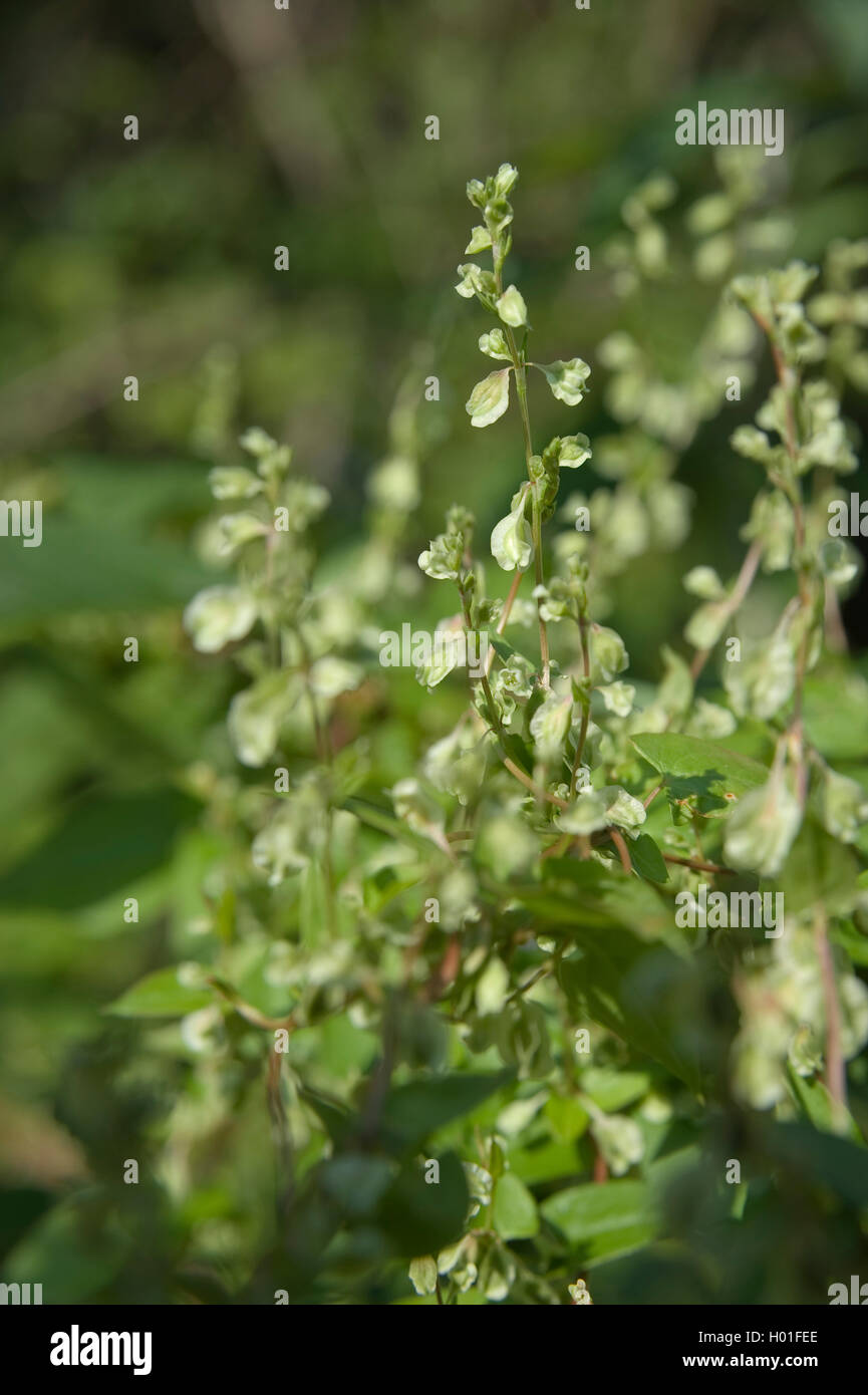 copse-bindweed (Fallopia dumetorum), blooming, Germany Stock Photo - Alamy