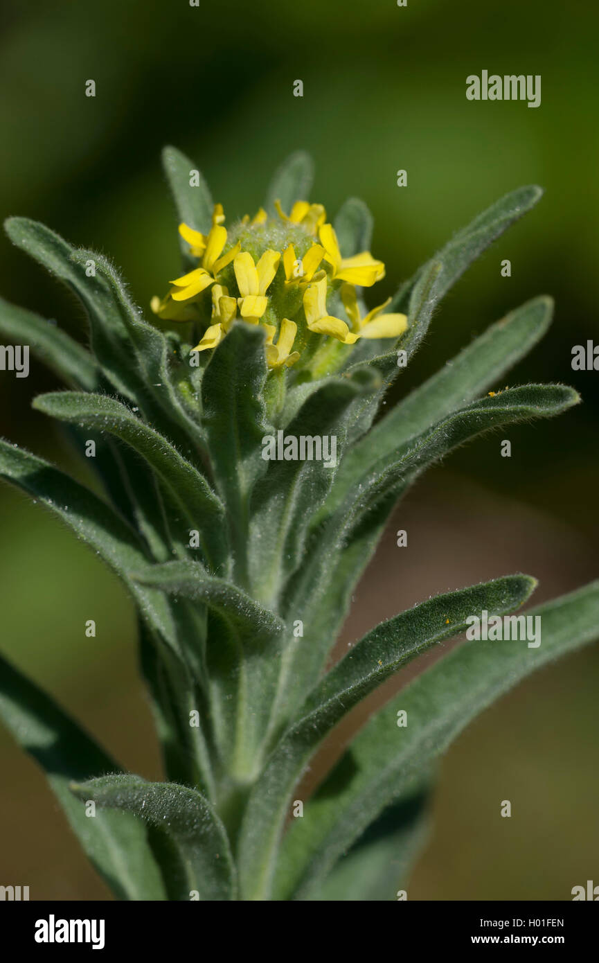 Roman Shield (Fibigia clypeata), blooming Stock Photo - Alamy