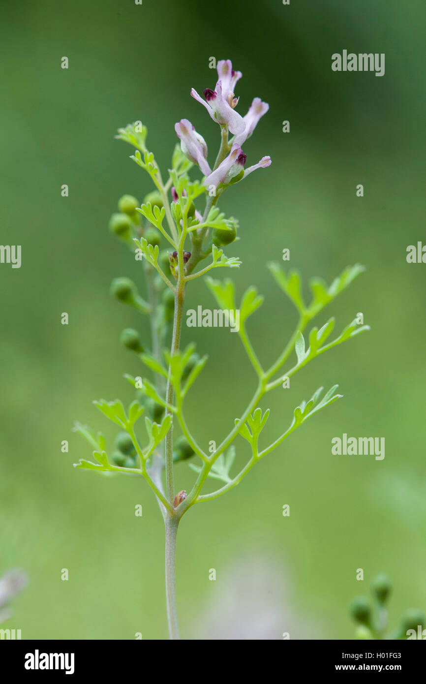 Fumitory hi-res stock photography and images - Alamy