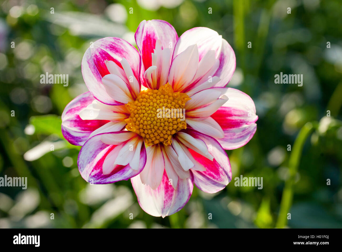 Dahlia bumble rumble hi-res stock photography and images - Alamy