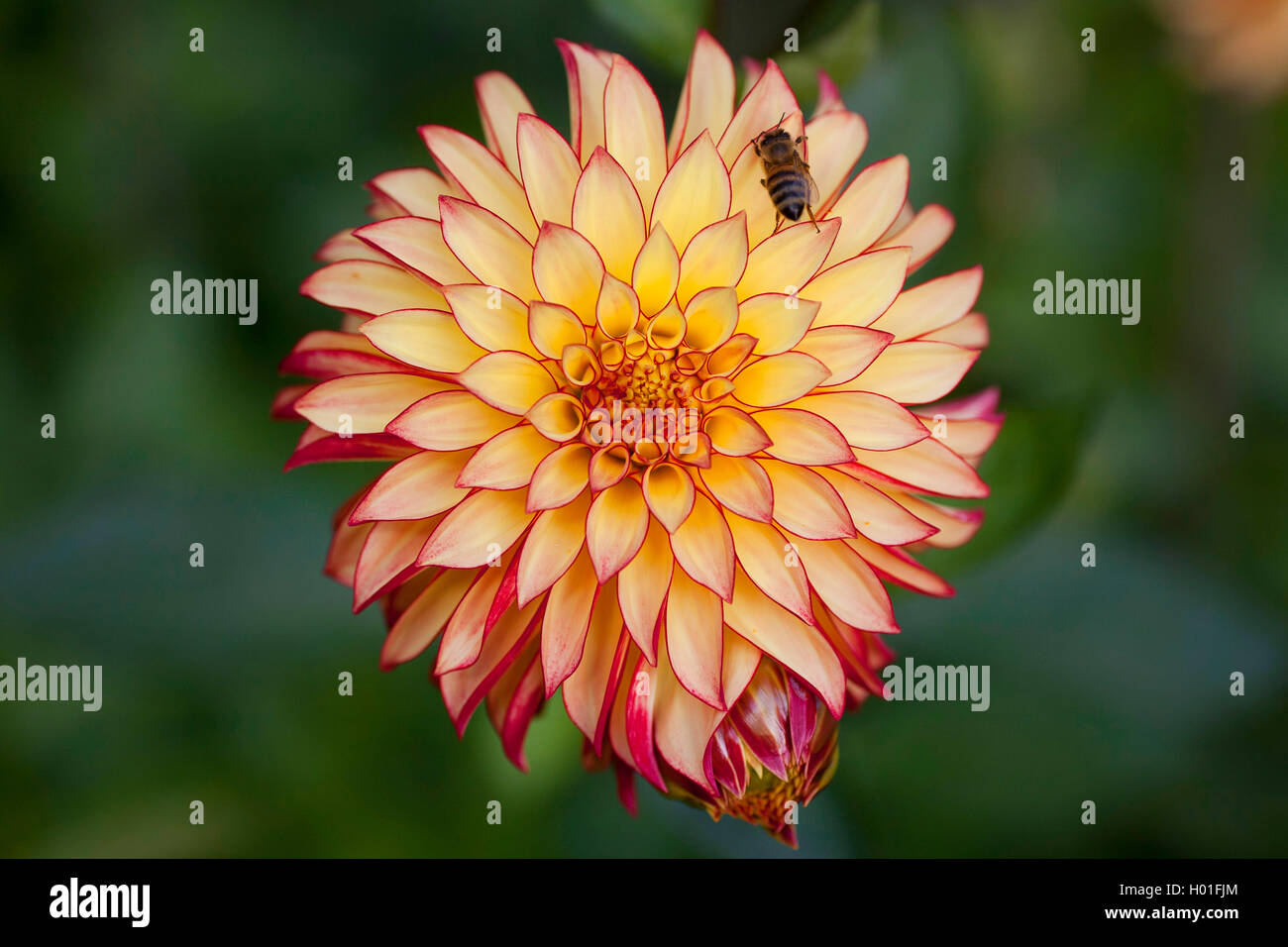 georgina (Dahlia 'Irish Pinwheel', Dahlia Irish Pinwheel), cultivar ...