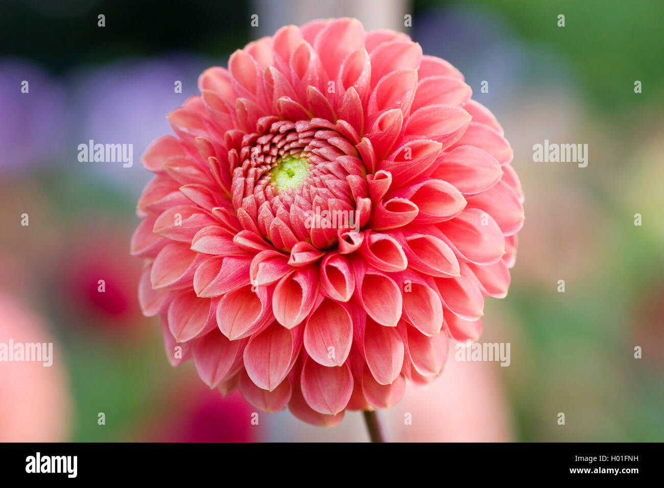 georgina (Dahlia 'Jomanda', Dahlia Jomanda), cultivar Jomanda Stock ...