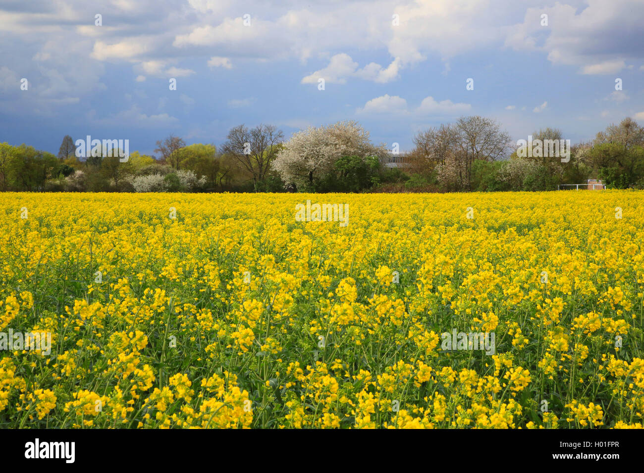 rape, turnip (Brassica napus), blooming rapefield, Germany, Baden ...
