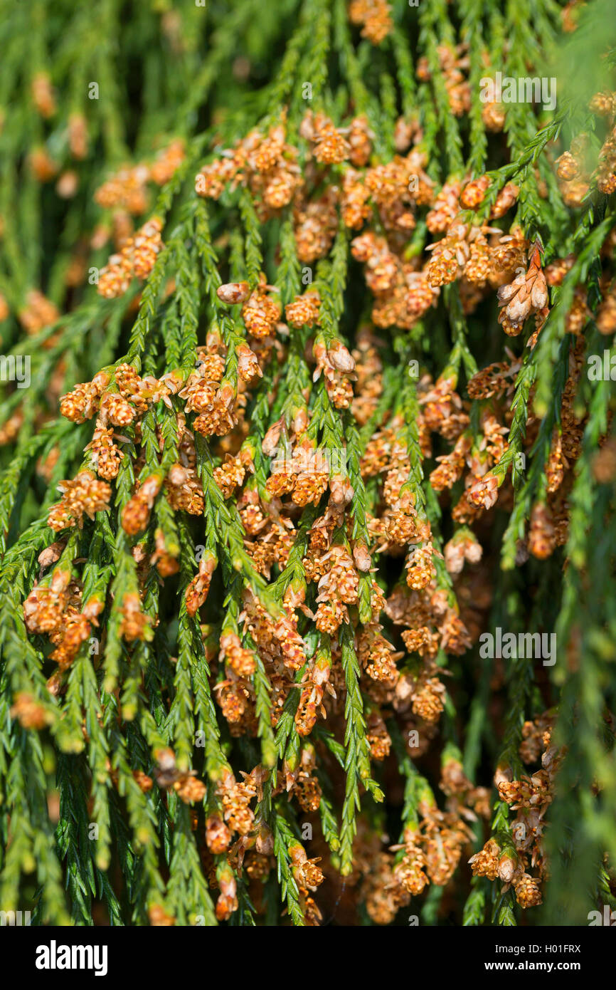 Redwood branch hi-res stock photography and images - Alamy