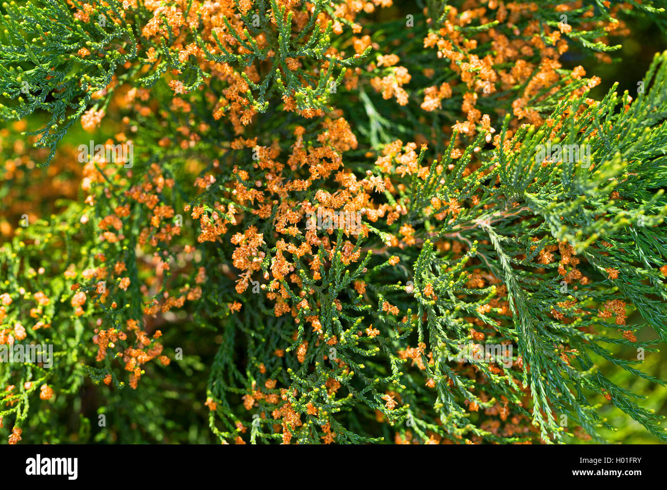 giant sequoia, giant redwood (Sequoiadendron giganteum), branch with ...