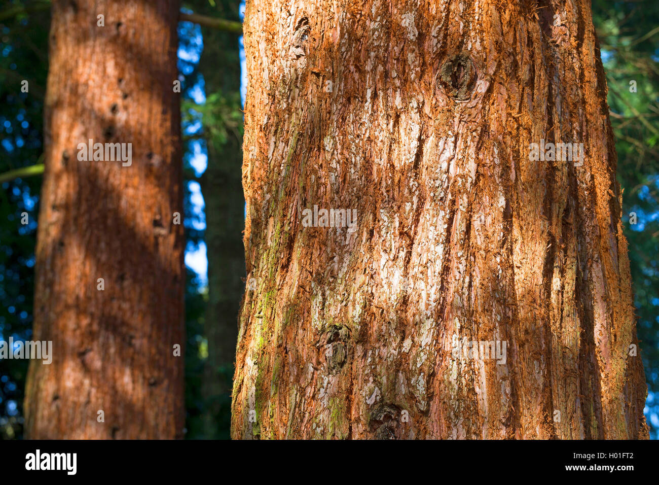 giant sequoia, giant redwood (Sequoiadendron giganteum), bark Stock ...