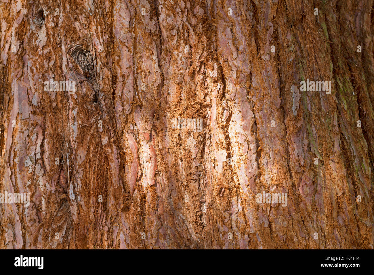 giant sequoia, giant redwood (Sequoiadendron giganteum), bark Stock ...
